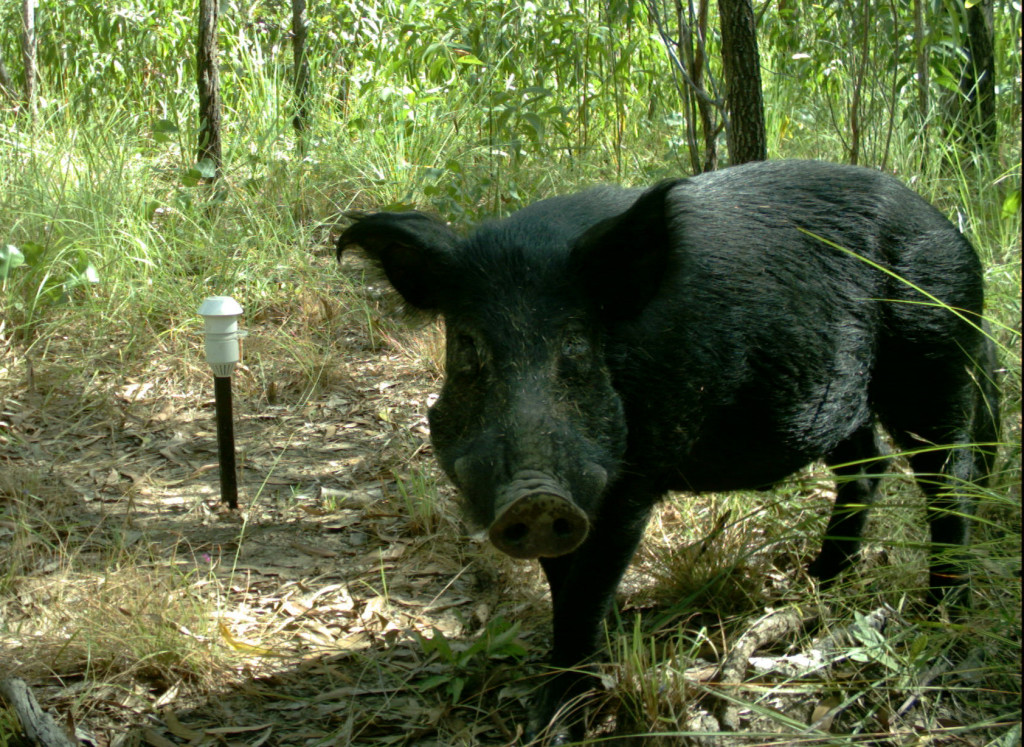Achieving results in feral animal management - NESP Resilient ...