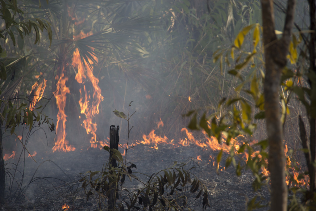 Fire inflames other threats to native animals - NESP Resilient ...