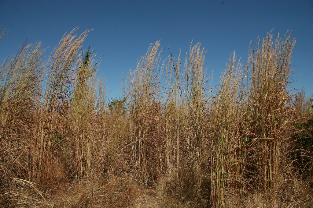 Gamba grass effects on savanna carbon and fire - NESP Resilient ...