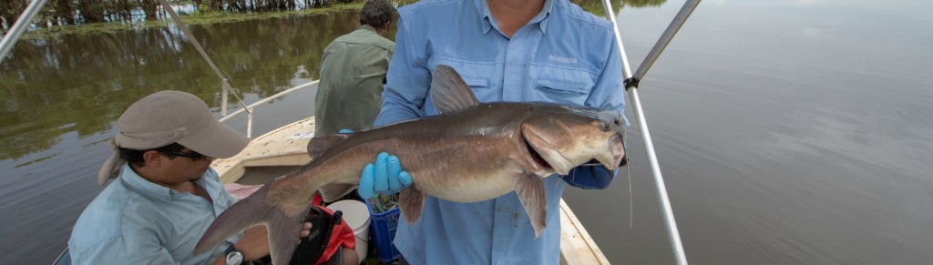 When and where are catfish fat fish? - NESP Resilient Landscapes Hub