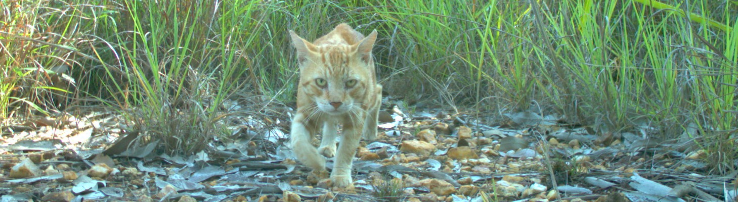 Feral cats in the spotlight - NESP Resilient Landscapes Hub