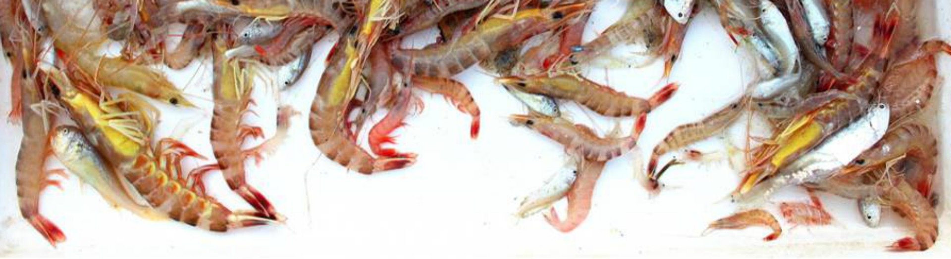 Northern fish under the microscope - NESP Resilient Landscapes Hub