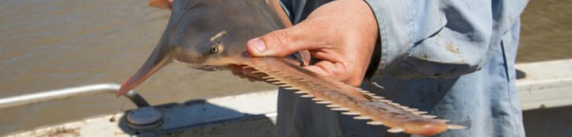 Traditional Owners help scientists rescue critically endangered sawfish ...