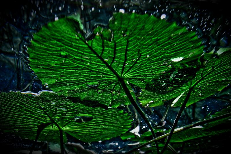 Our northern wetlands: science to support a sustainable future - NESP ...