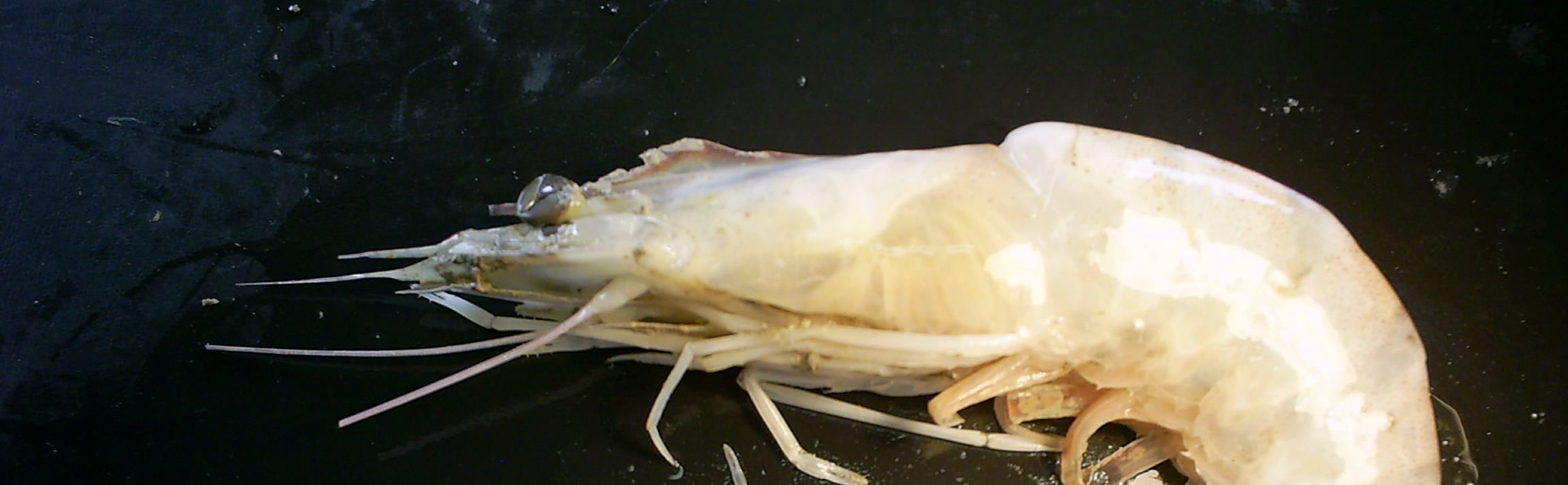 Links between Gulf rivers and aquatic productivity - NESP Resilient ...