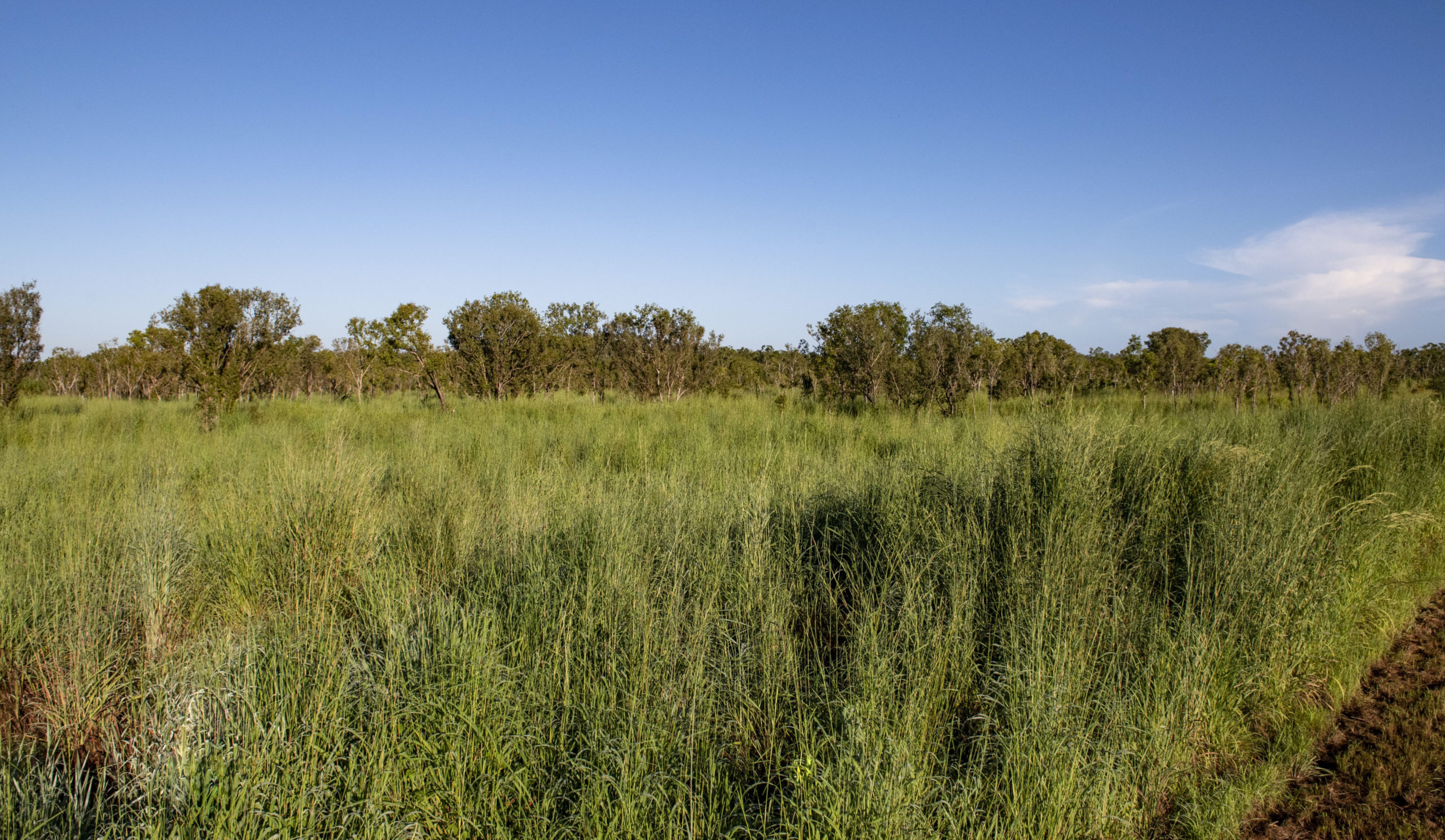 New website showcases gamba grass research - NESP Resilient Landscapes Hub