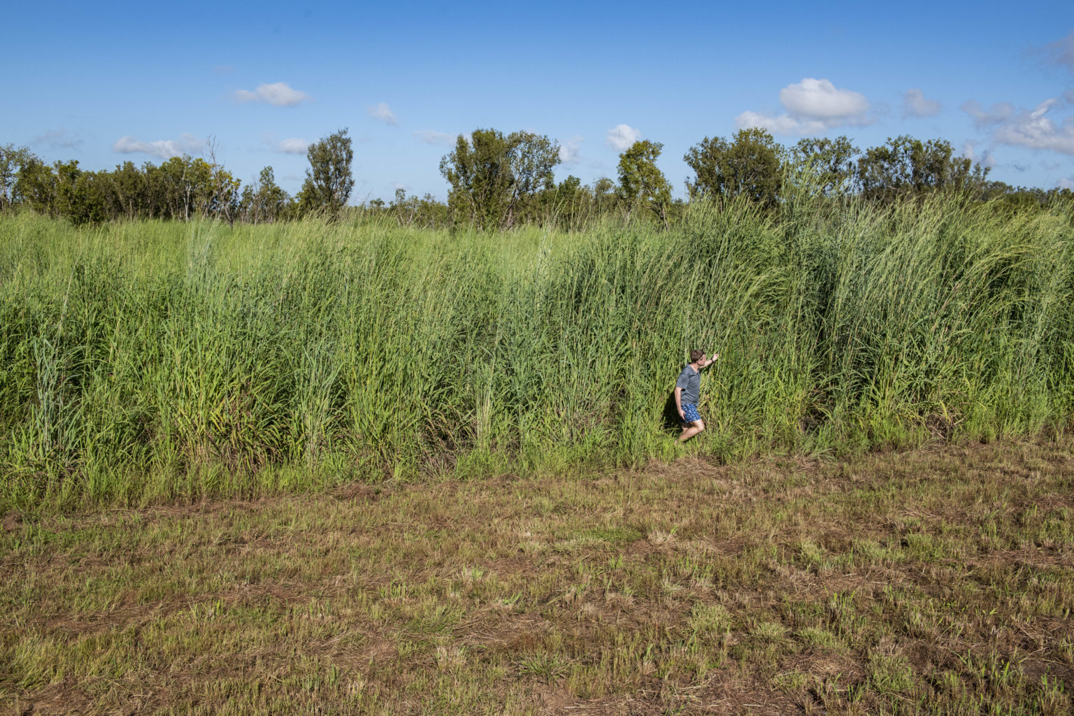 New ways to manage gamba grass & fire in Mary River National Park (NT ...