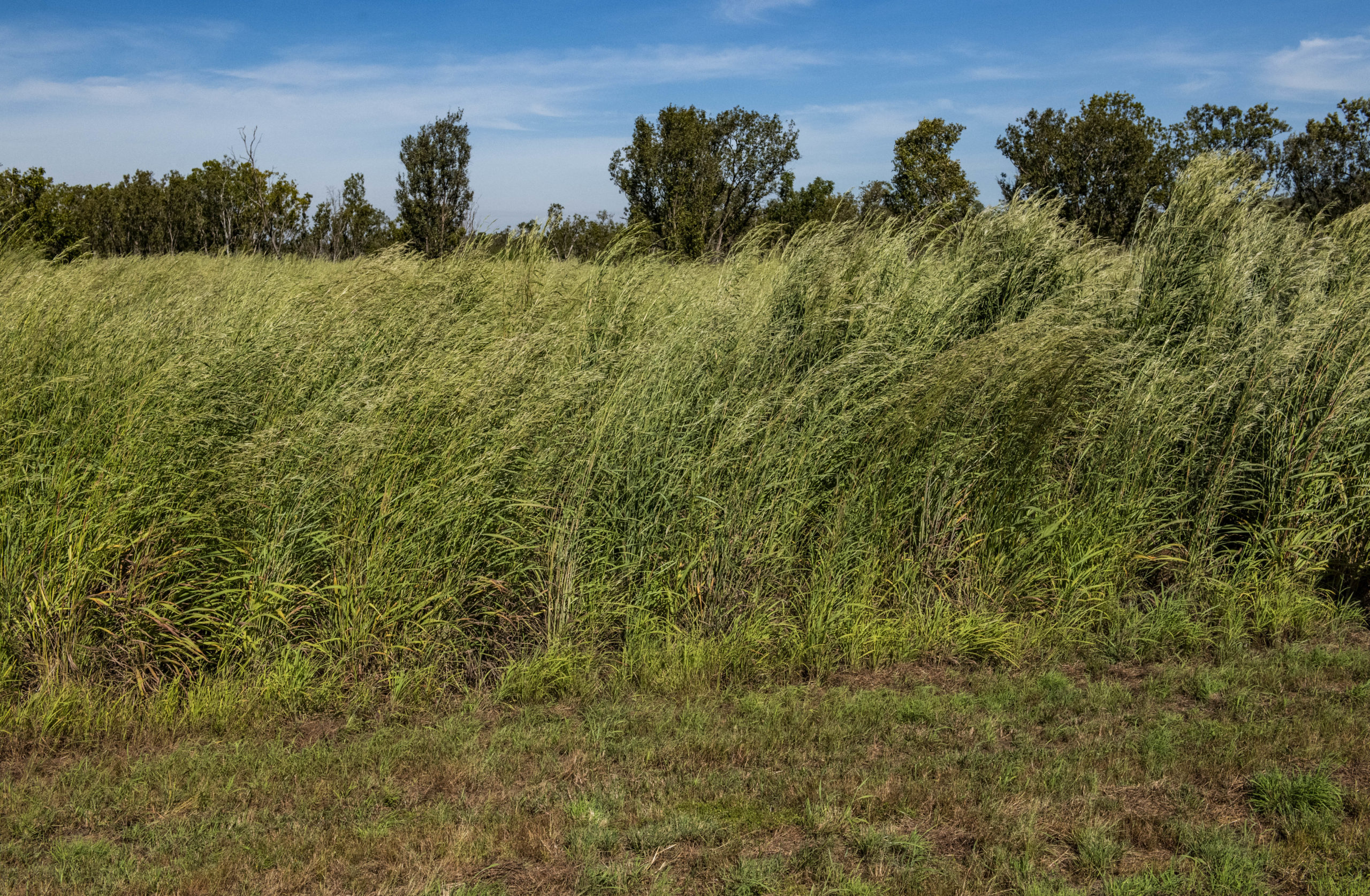Research synthesis of gamba grass - NESP Resilient Landscapes Hub