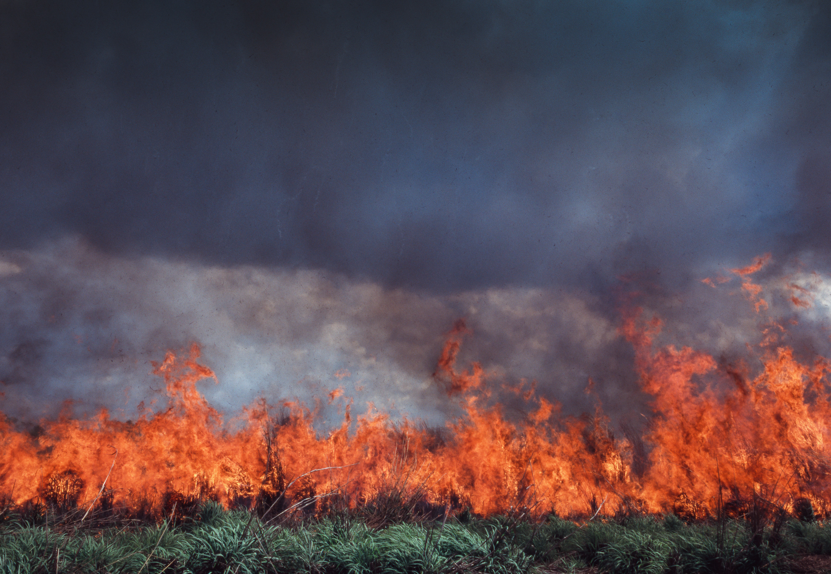 Fire and weeds in the Top End - Northern Australia Research