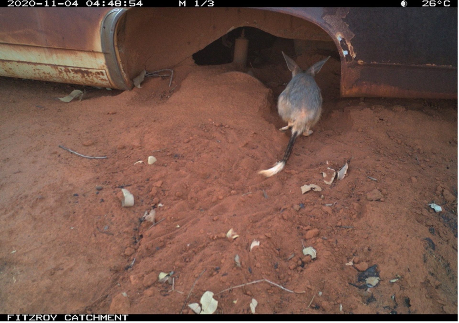 Monitoring, mapping and safeguarding Kimberley bilbies