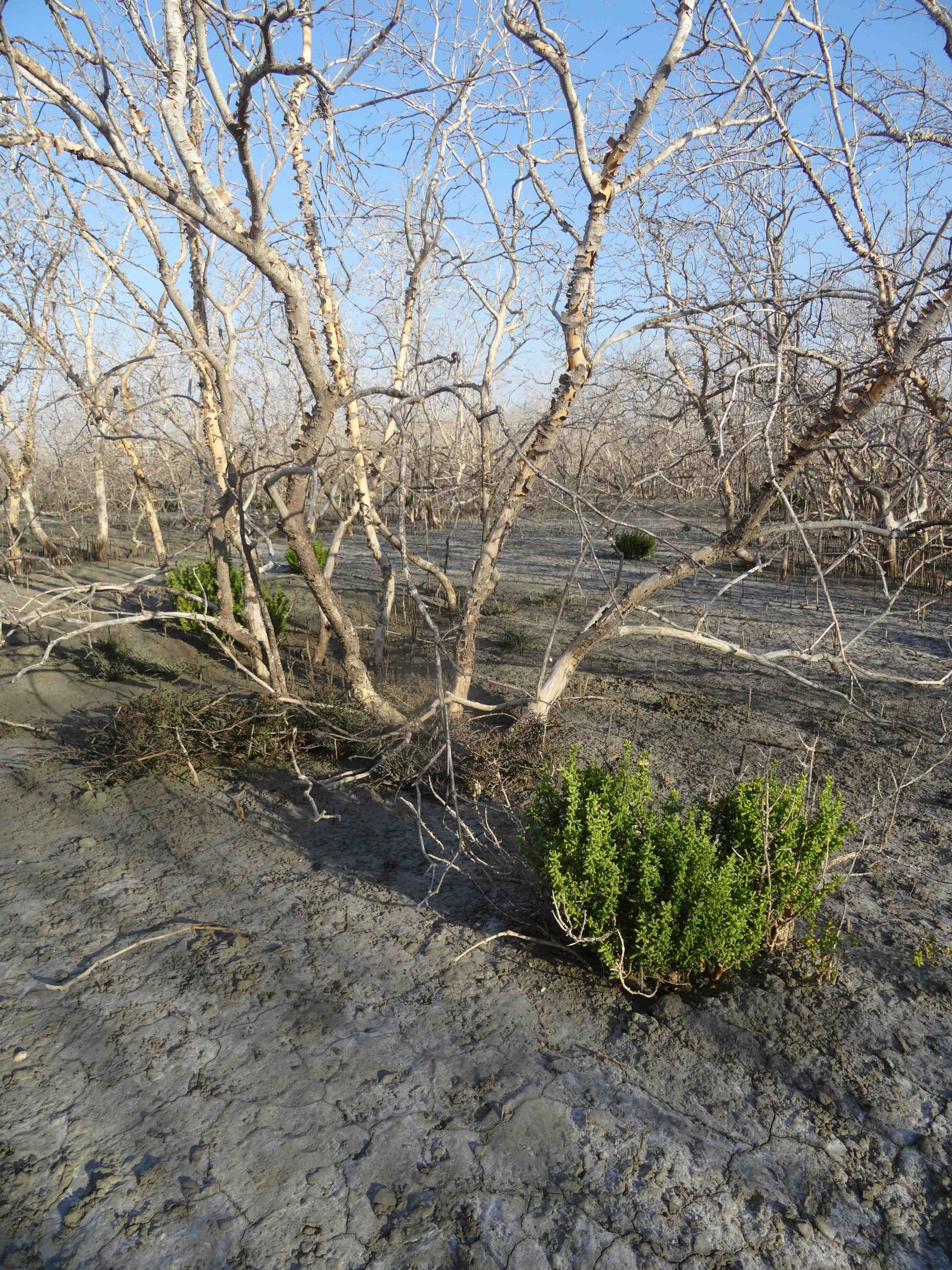 Assessing mangrove dieback in the Gulf of Carpentaria