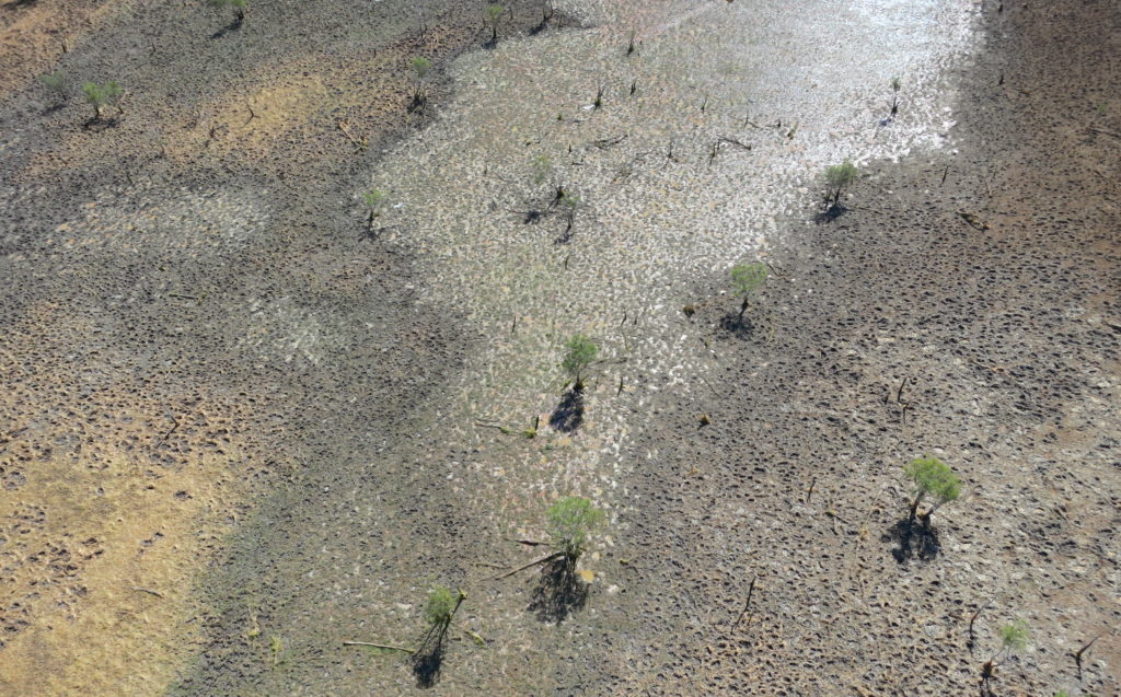 Feral pigs and wetlands - NESP Resilient Landscapes Hub