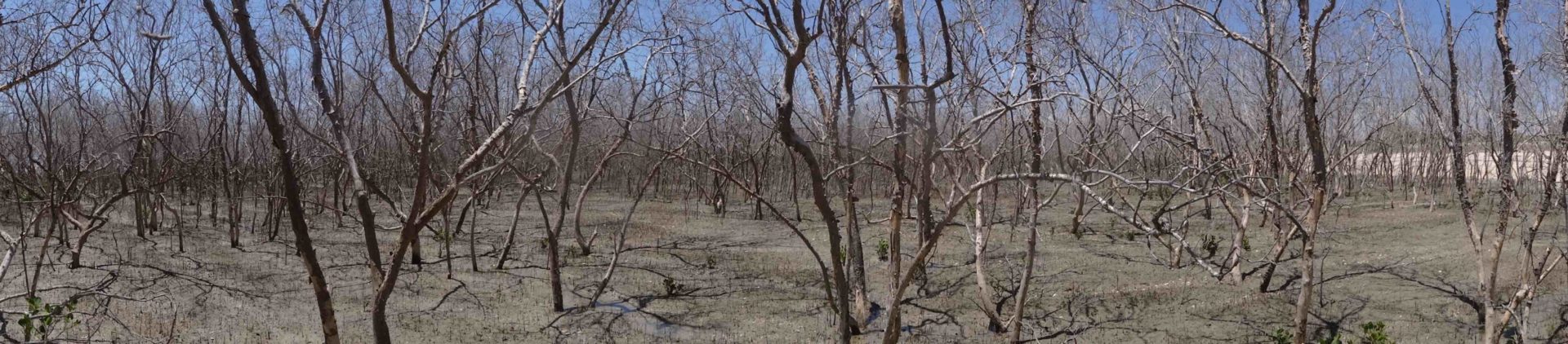Assessing mangrove dieback in the Gulf of Carpentaria