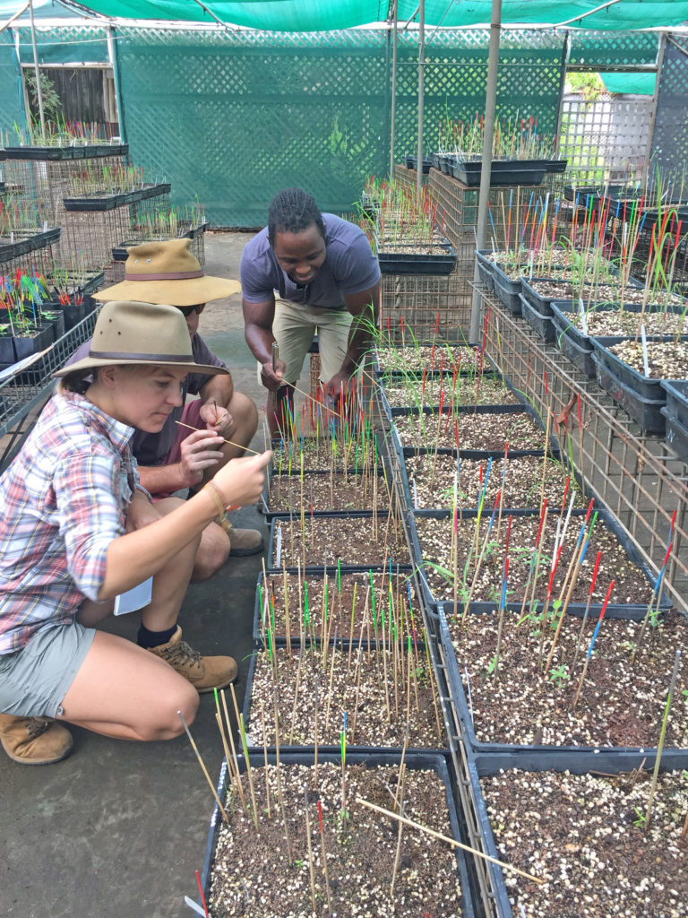 How gamba invasion transforms northern savannas - NESP Resilient ...