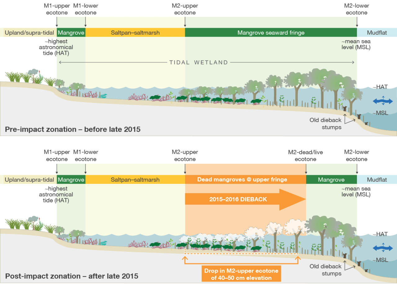 Assessing mangrove dieback in the Gulf of Carpentaria
