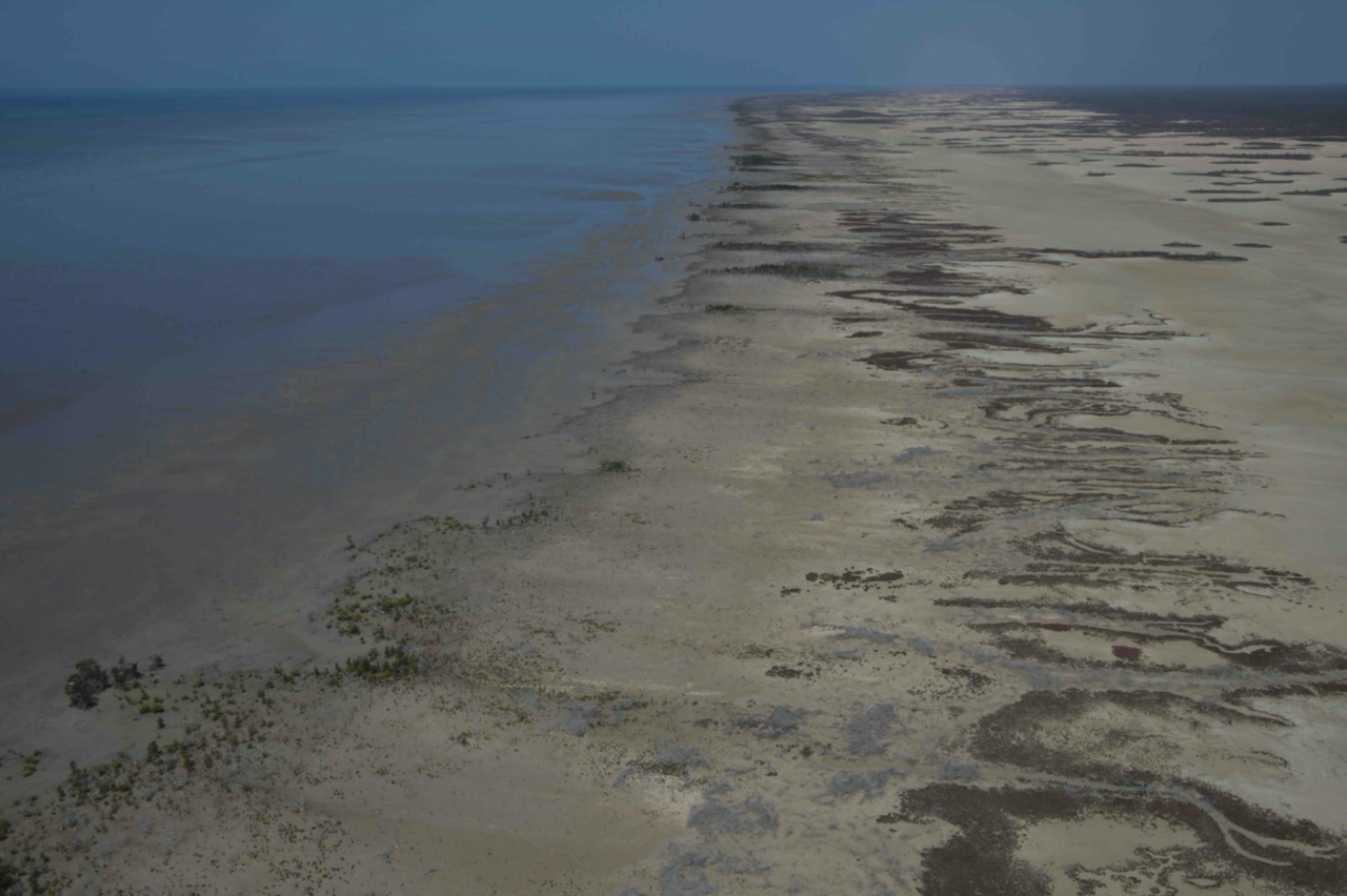 Assessing mangrove dieback in the Gulf of Carpentaria