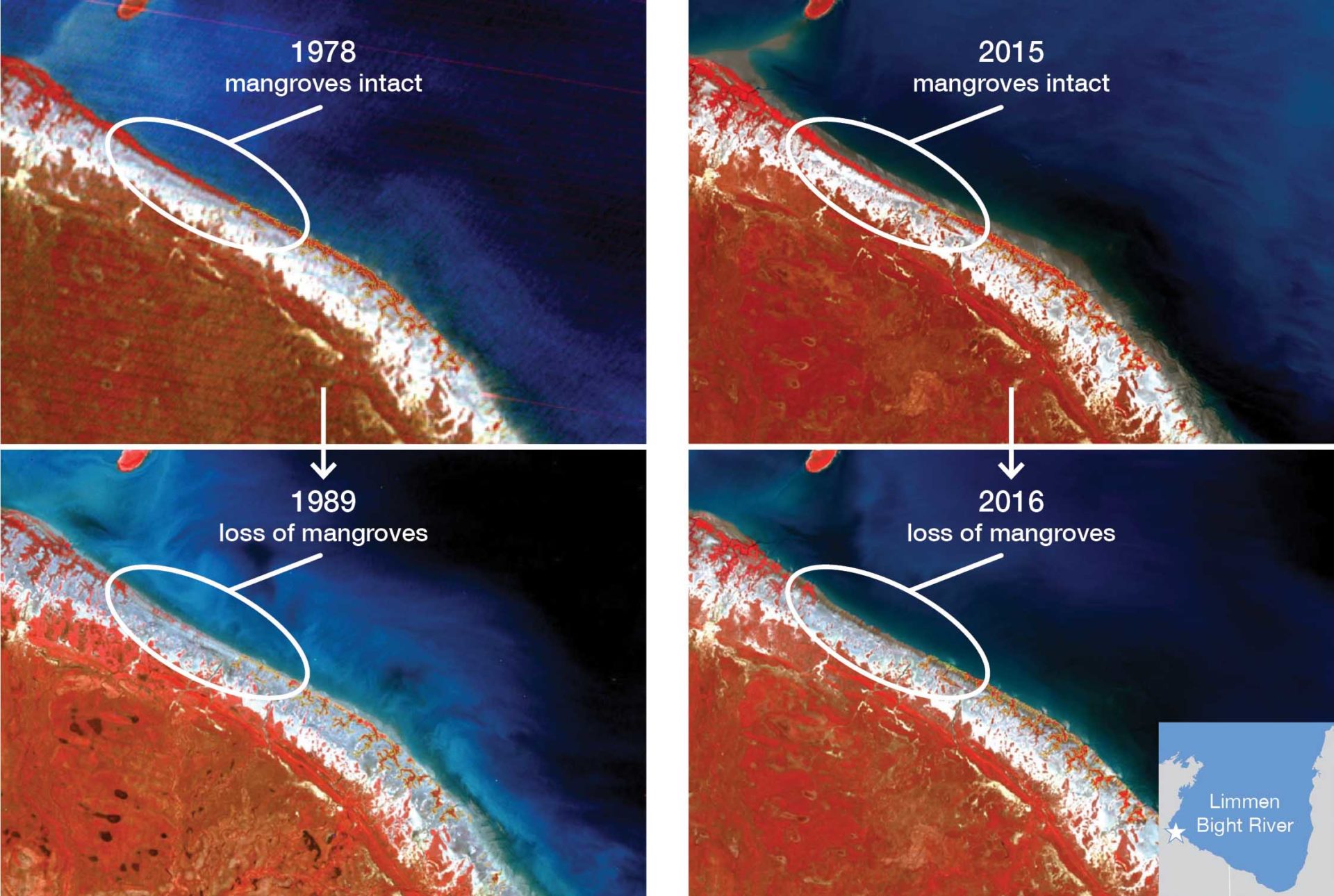 Assessing mangrove dieback in the Gulf of Carpentaria