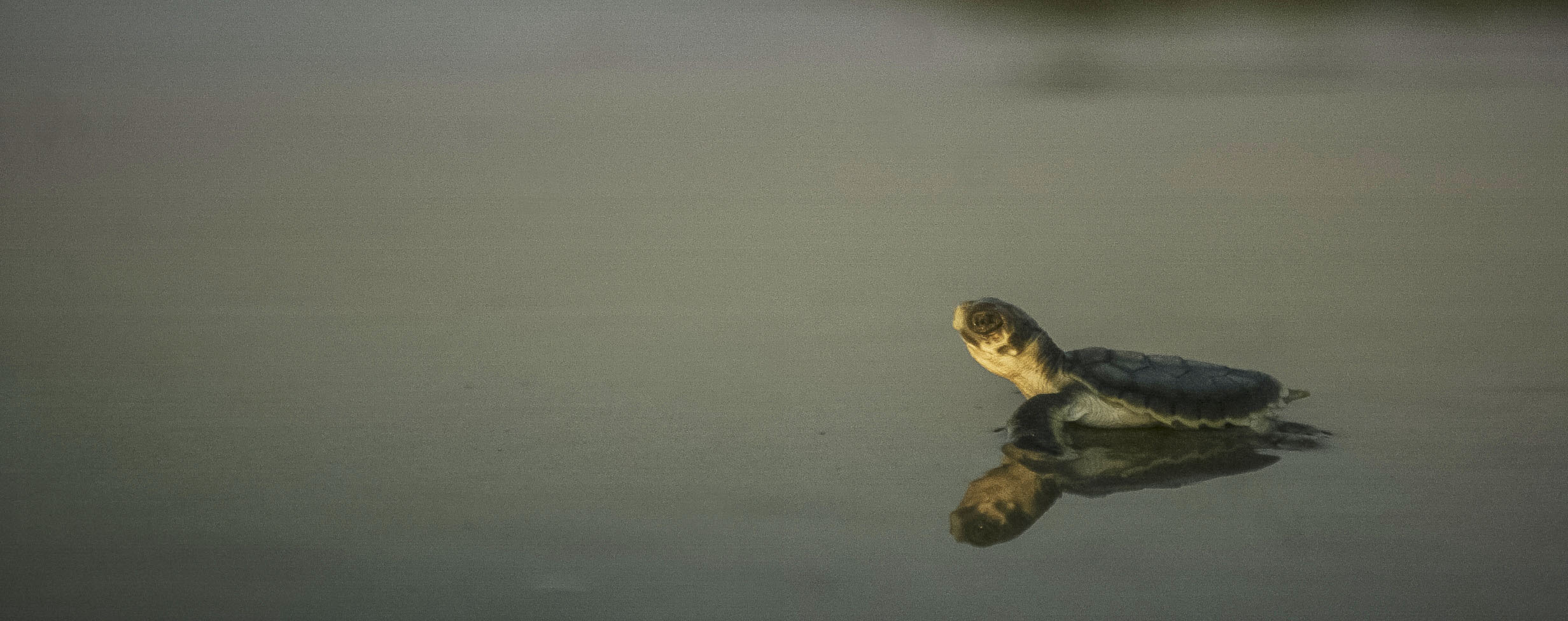 Achieving results in feral animal management - NESP Resilient ...