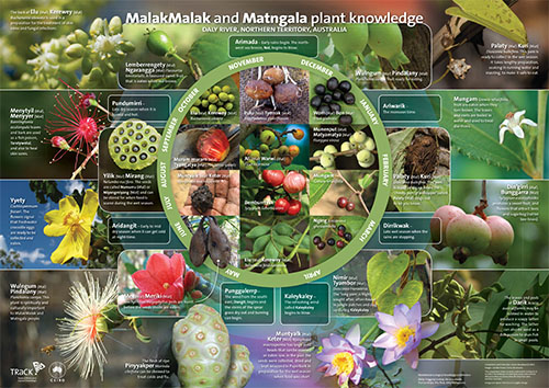 Kakadu seasonal calendar wins award - NESP Resilient Landscapes Hub