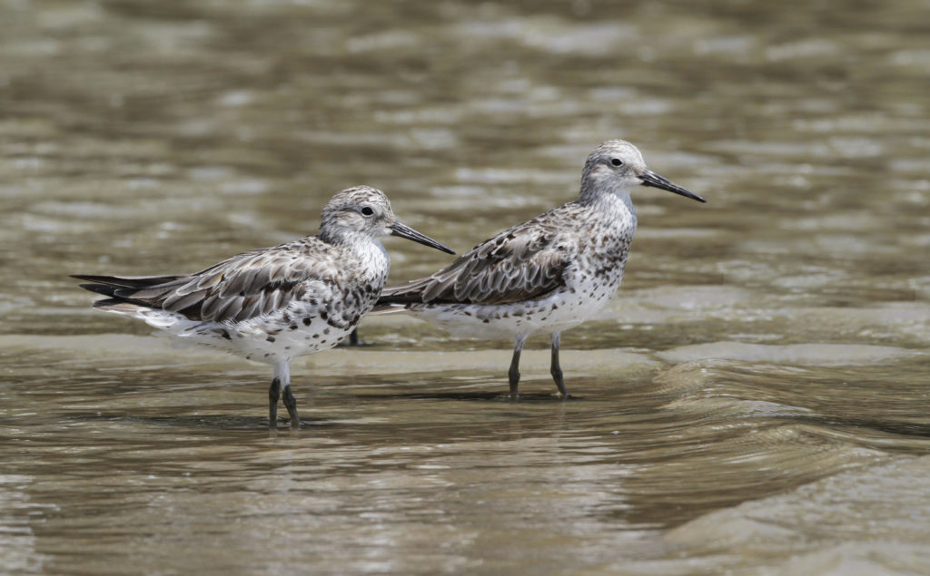 Gulf rivers and migratory shorebirds - NESP Resilient Landscapes Hub