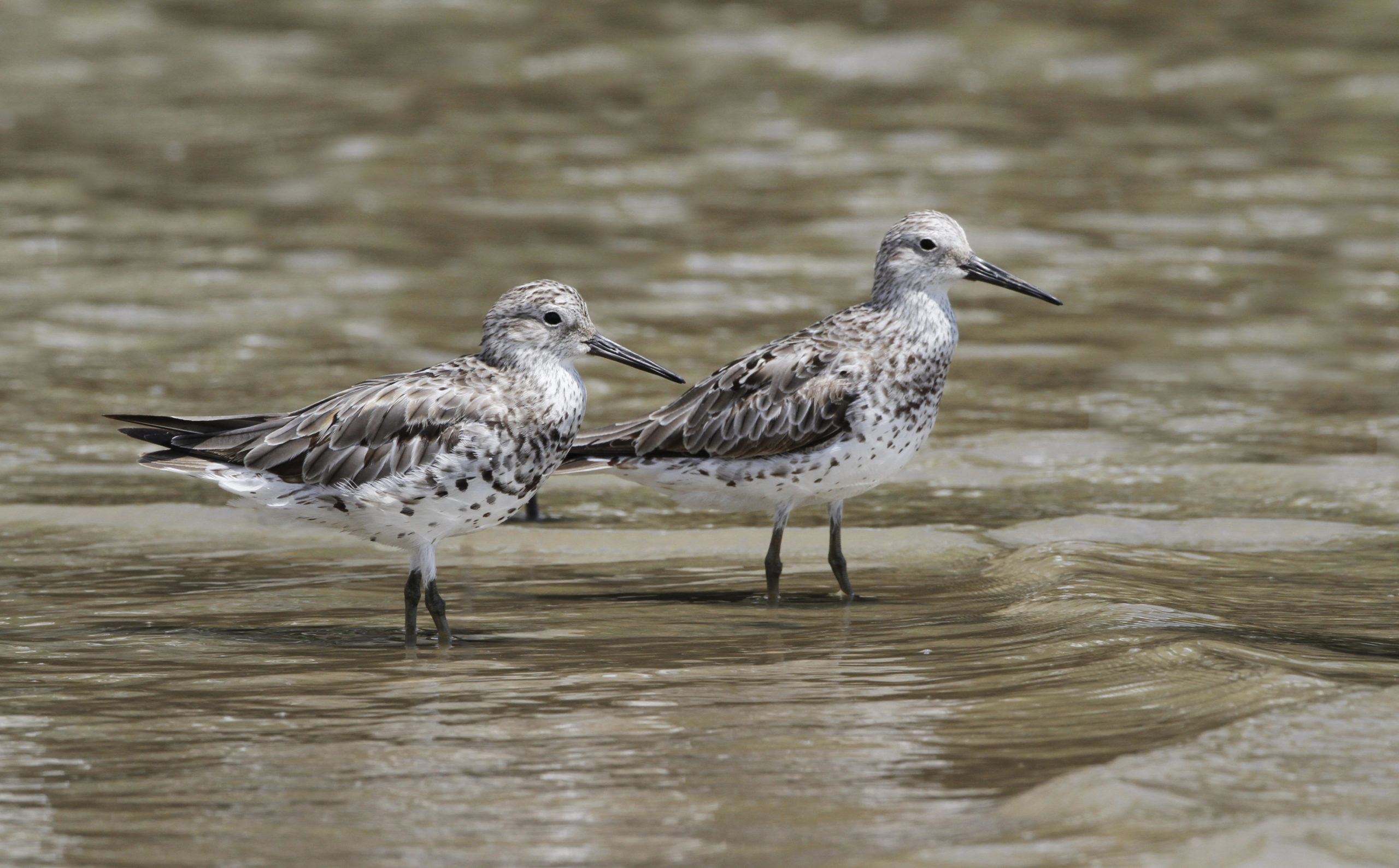 Links between Gulf rivers and food for migratory shorebirds