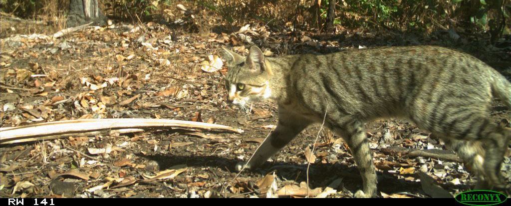 Feral cats in Kakadu - NESP Resilient Landscapes Hub