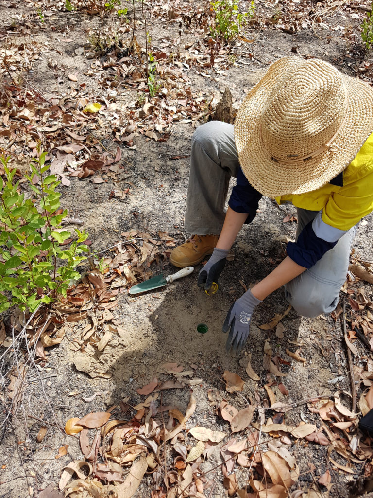 Rehabilitated mine sites and Top End animals - Northern Australia