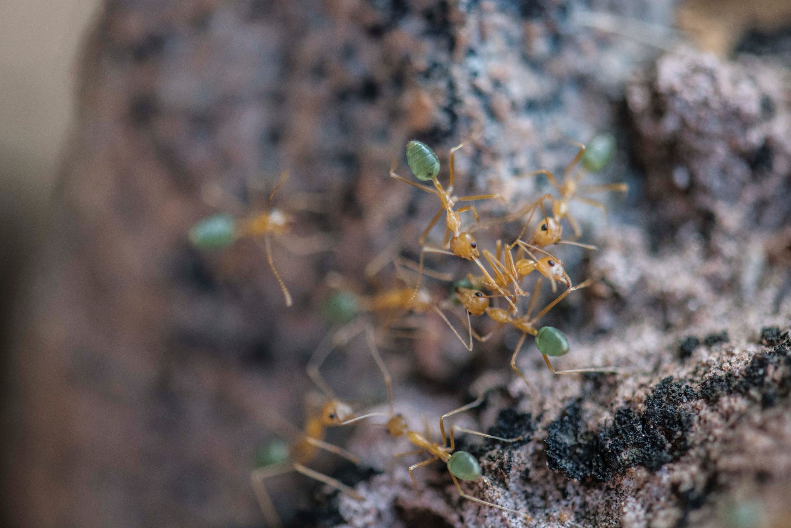 Rehabilitated mine sites and Top End animals - Northern Australia