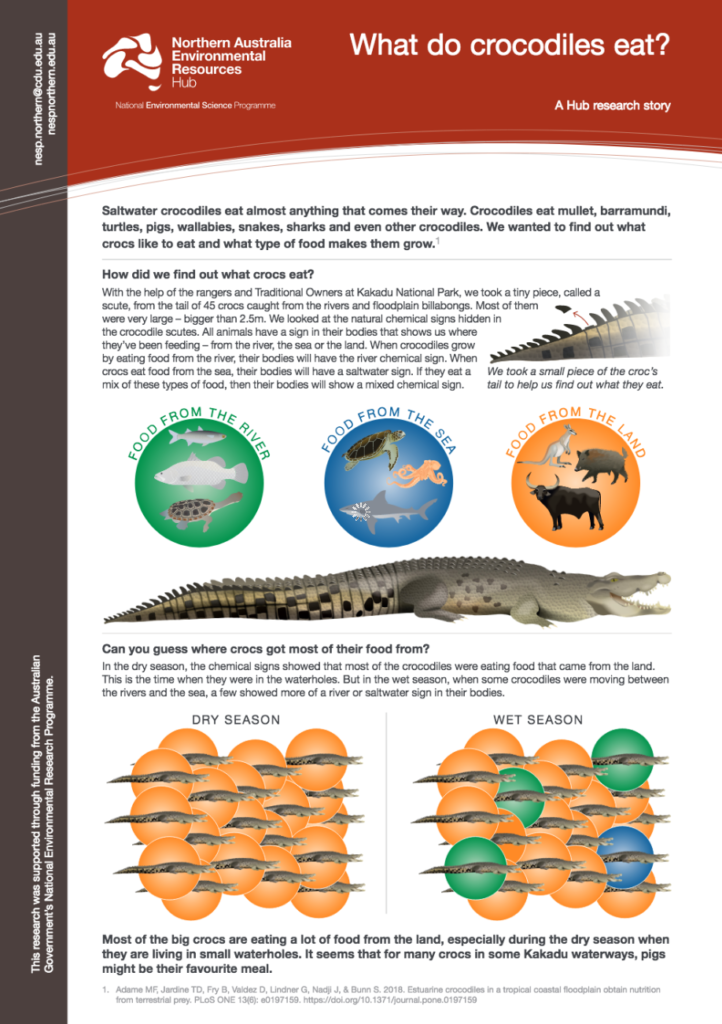 What do crocodiles eat? (research story) - NESP Resilient Landscapes Hub