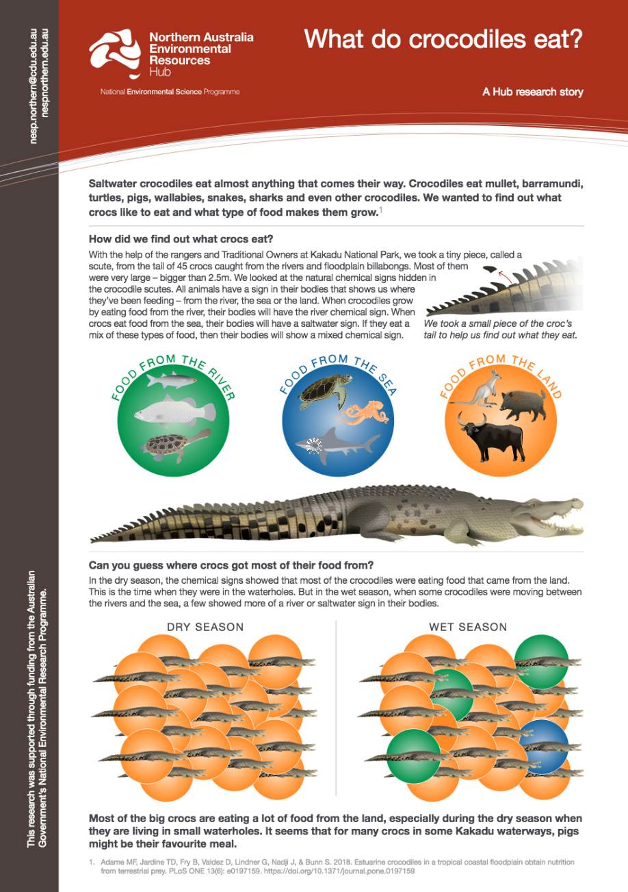 What do crocodiles eat? (research story) - NESP Resilient Landscapes Hub
