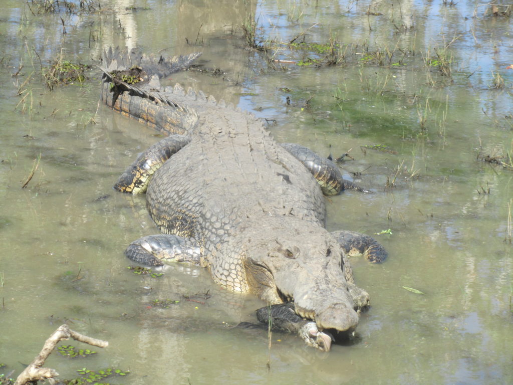 What do crocs eat? - NESP Resilient Landscapes Hub