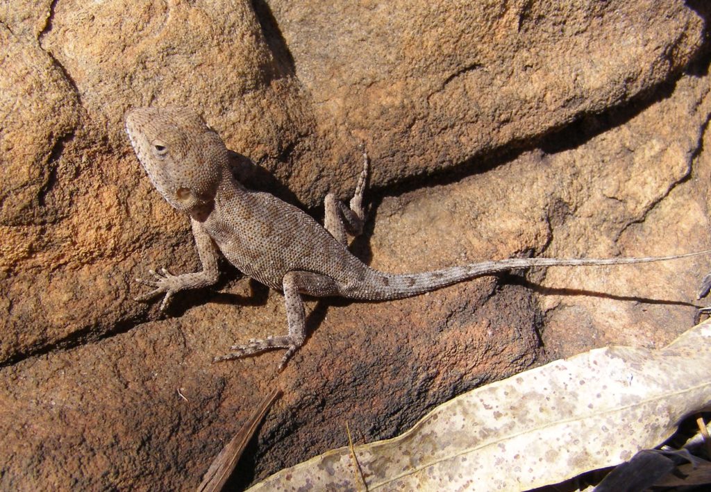 Tracking returning animals at rehabilitated mine sites - NESP Resilient ...