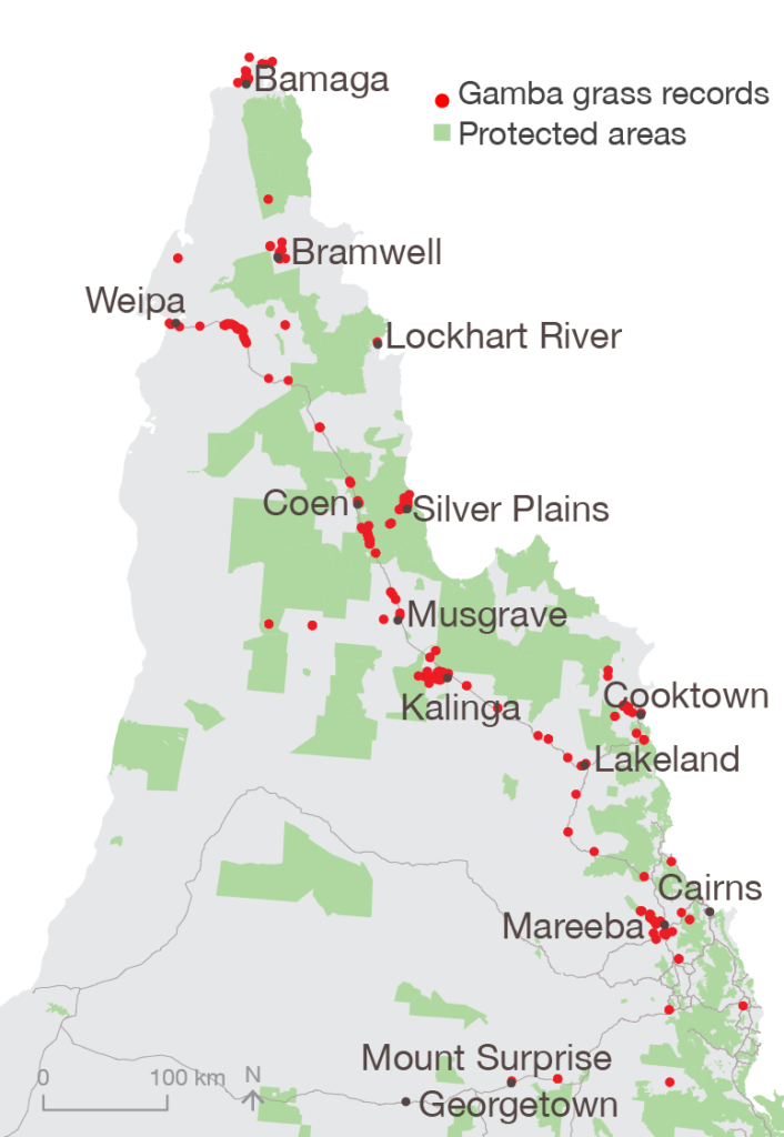 Improving gamba grass control on Cape York Peninsula