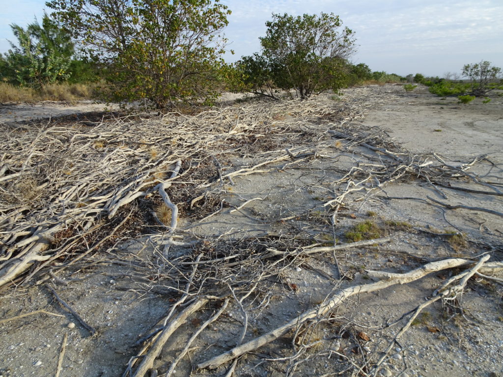 Audit of unprecedented mangrove dieback - NESP Resilient Landscapes Hub