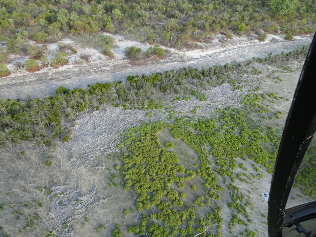 Gulf mangrove dieback discovery - NESP Resilient Landscapes Hub