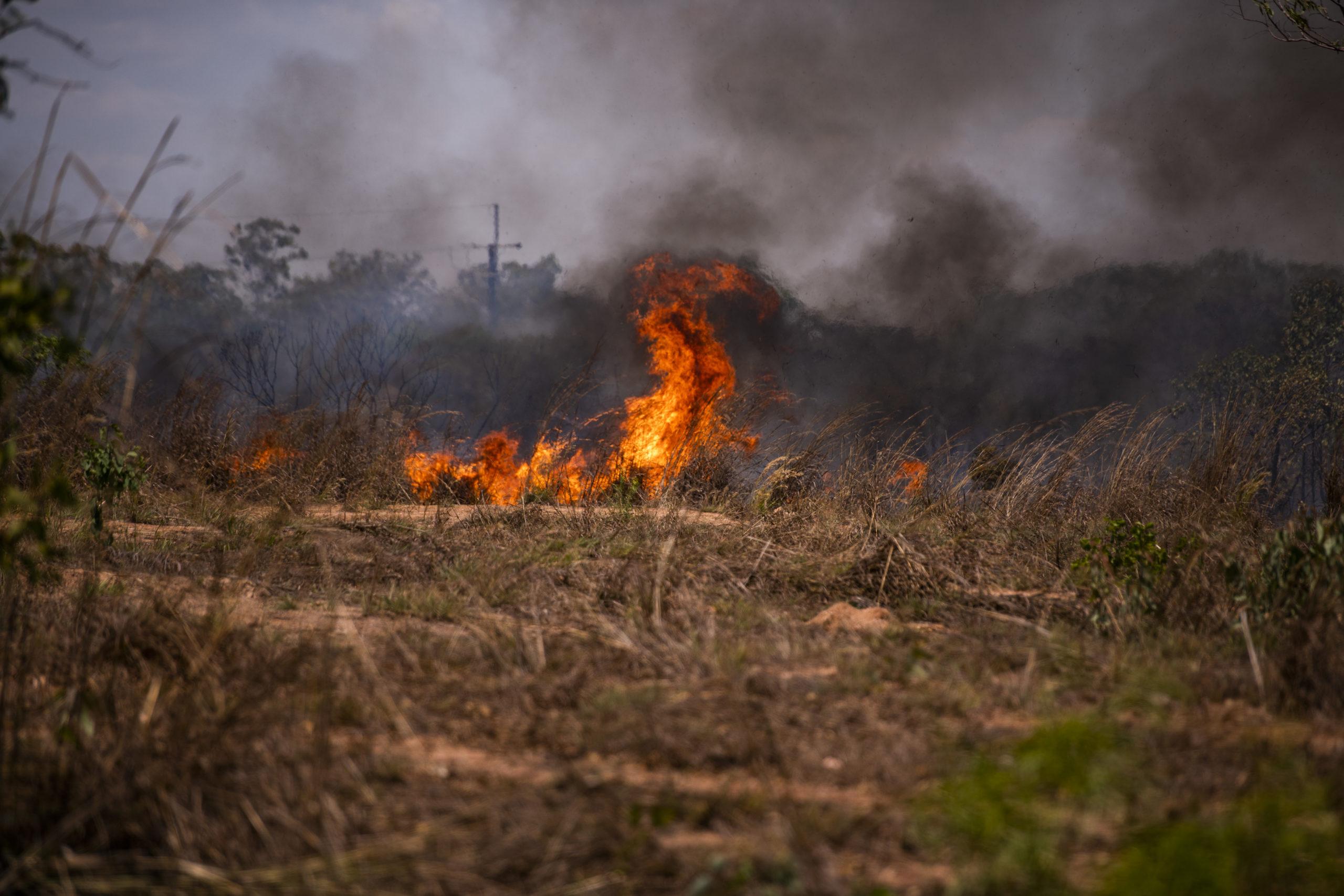 Managing threatened species and threatening processes - NESP Resilient ...