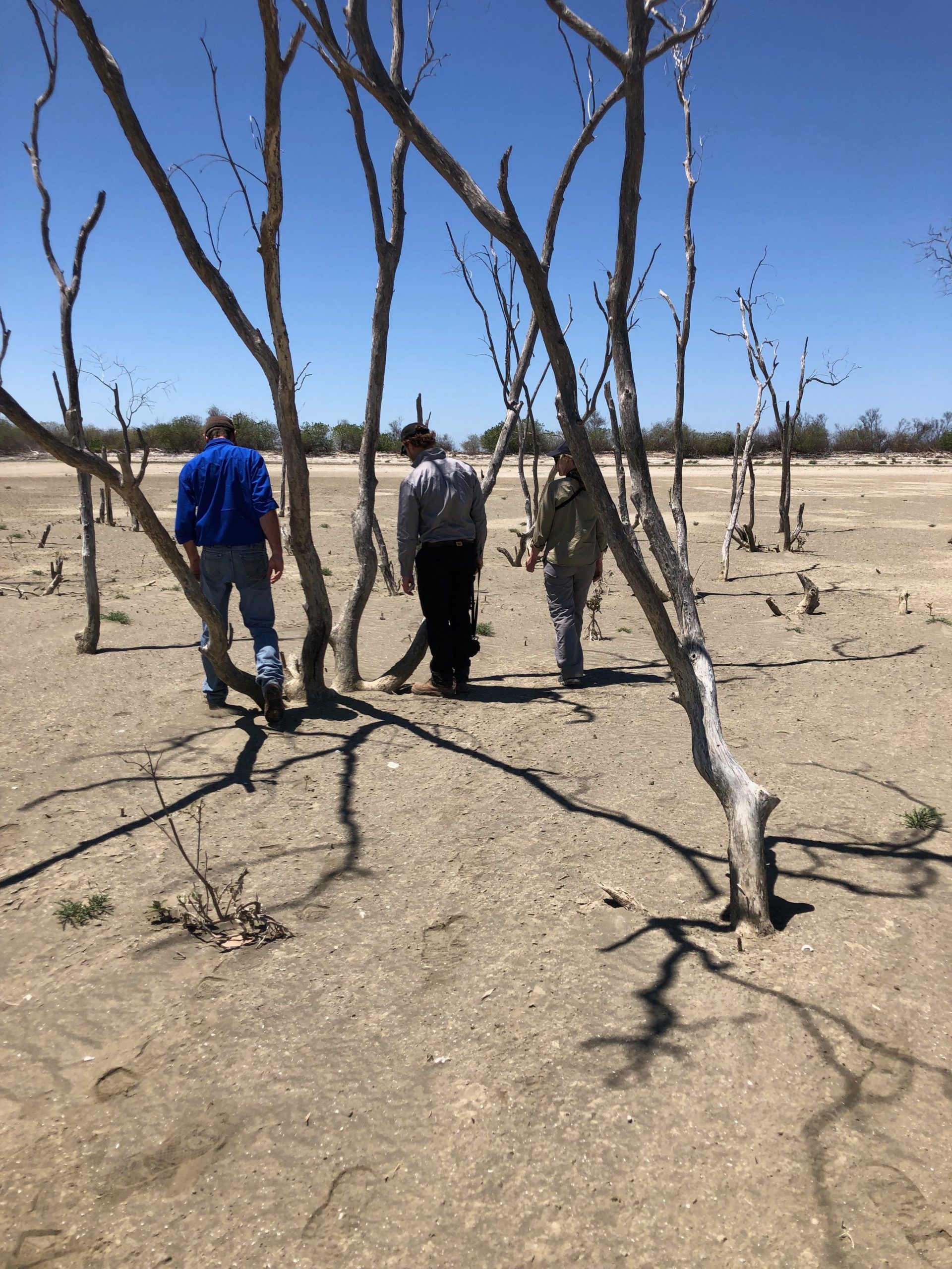 Mangrove recovery stalled by dead wood - NESP Resilient Landscapes Hub