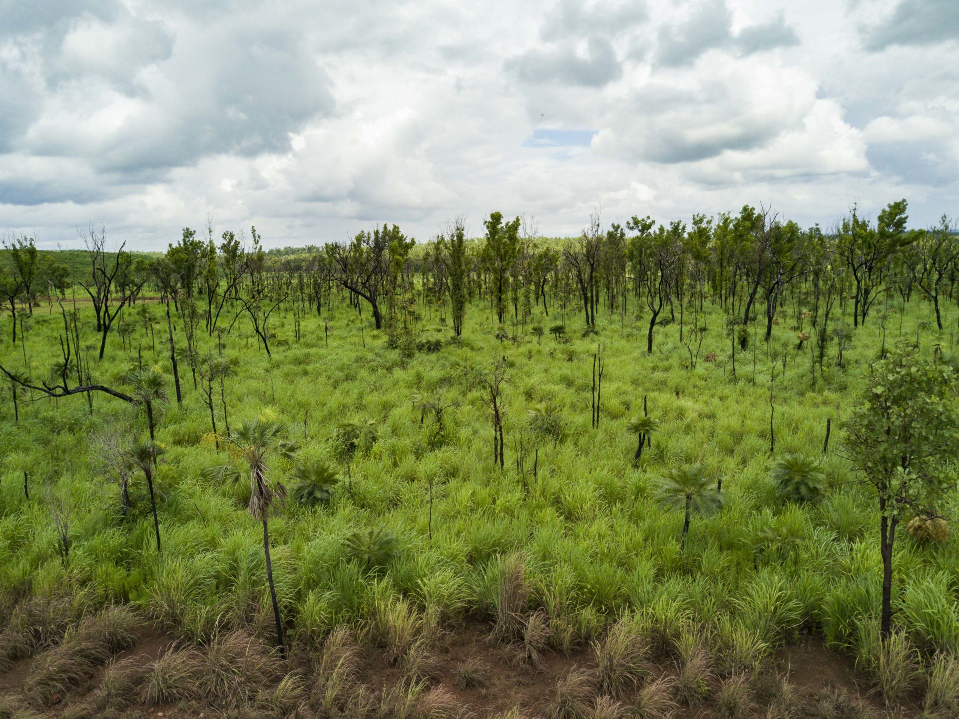 Mapping threatened species & threatening processes across northern ...