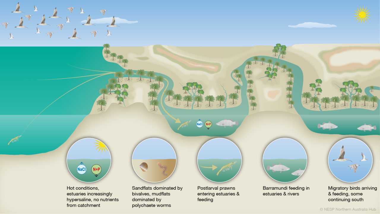 Migratory shorebird diagrams - NESP Resilient Landscapes Hub