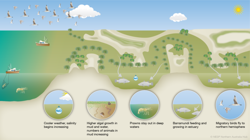 Migratory shorebird diagrams - NESP Resilient Landscapes Hub