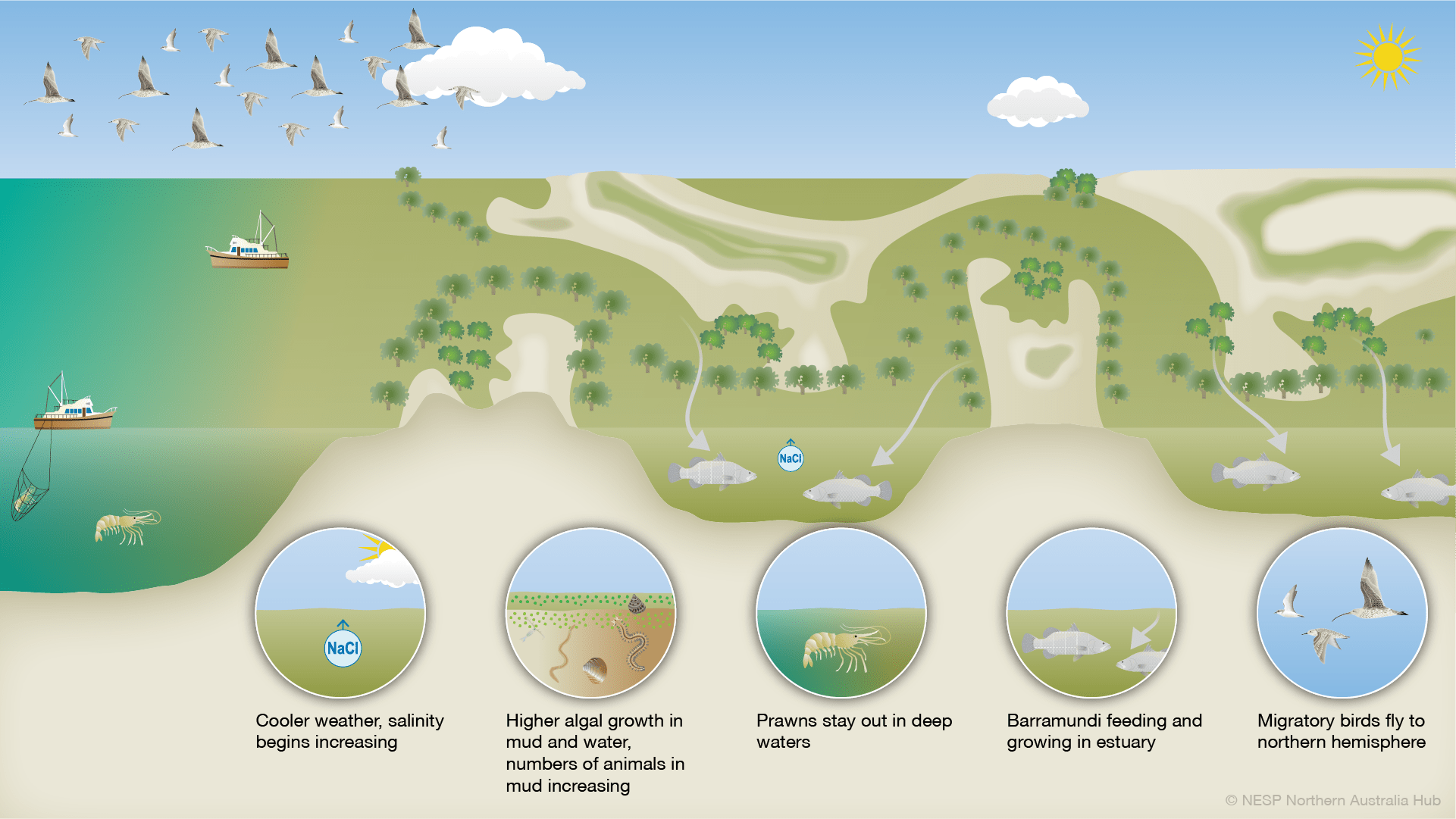 Migratory shorebird diagrams - NESP Resilient Landscapes Hub