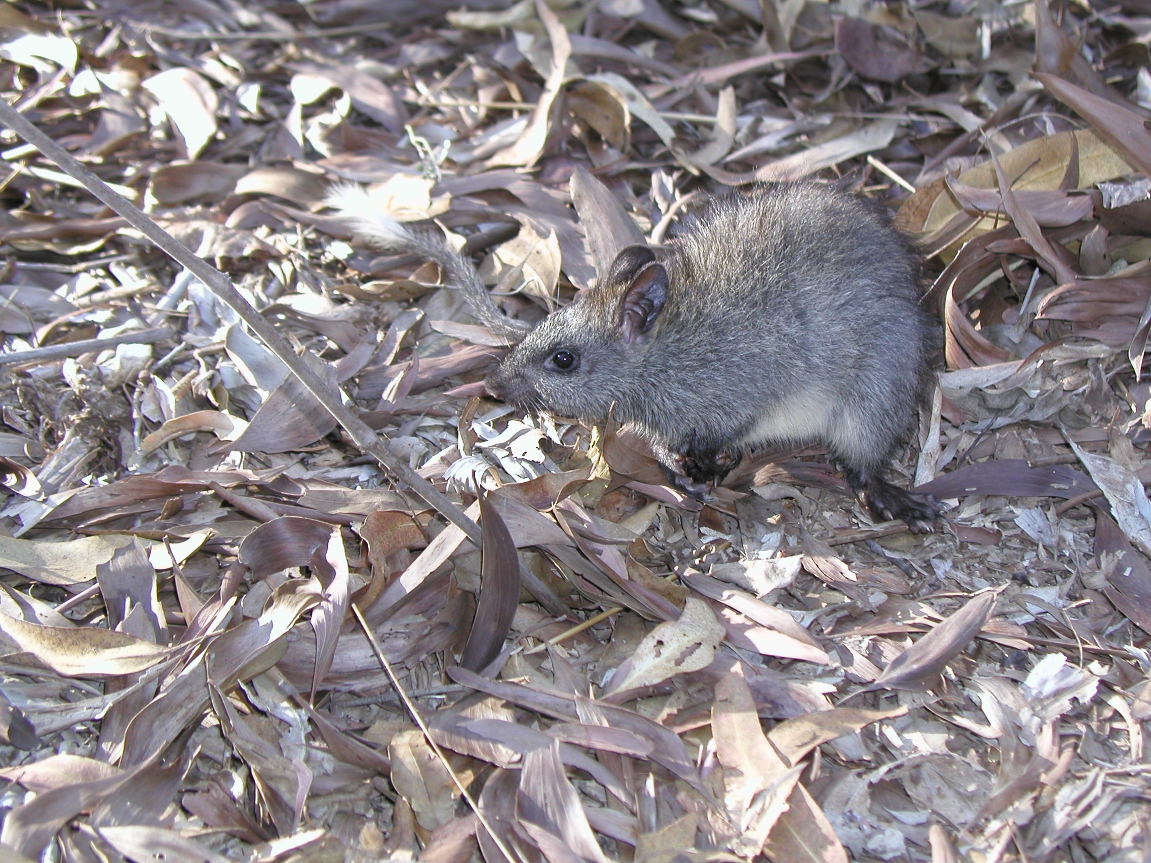 Visualising threats to North’s native species - NESP Resilient ...