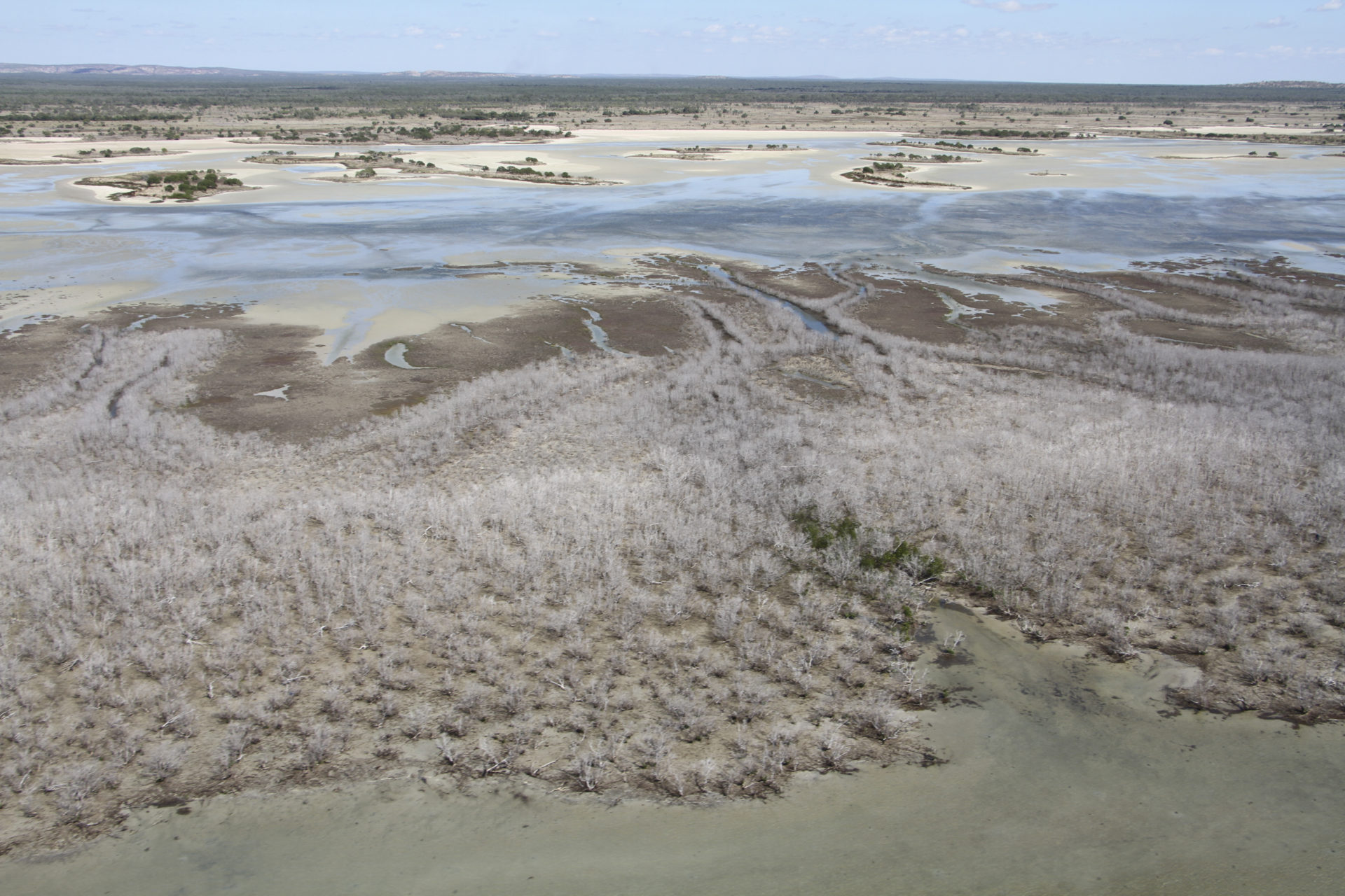 Gulf mangrove dieback discovery - NESP Resilient Landscapes Hub