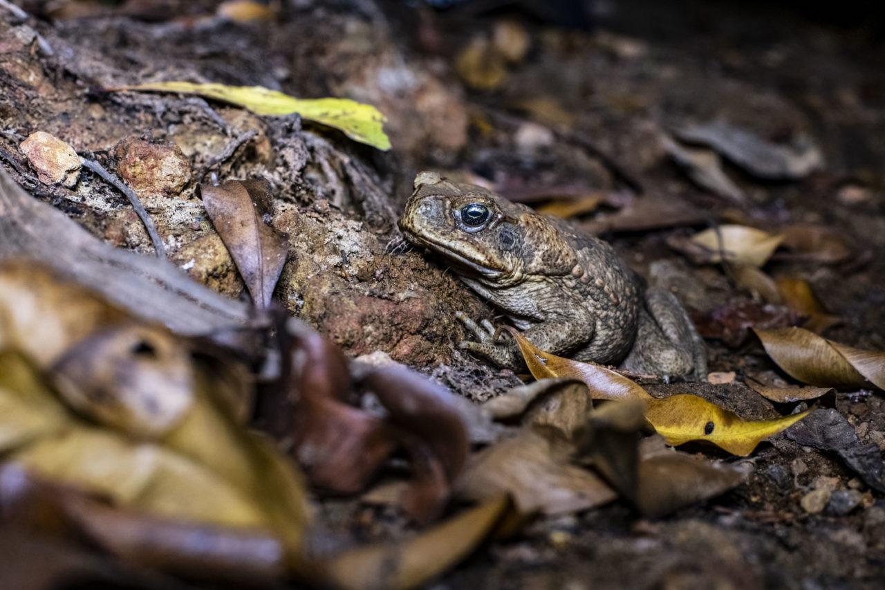 Getting the jump on cane toads - NESP Resilient Landscapes Hub