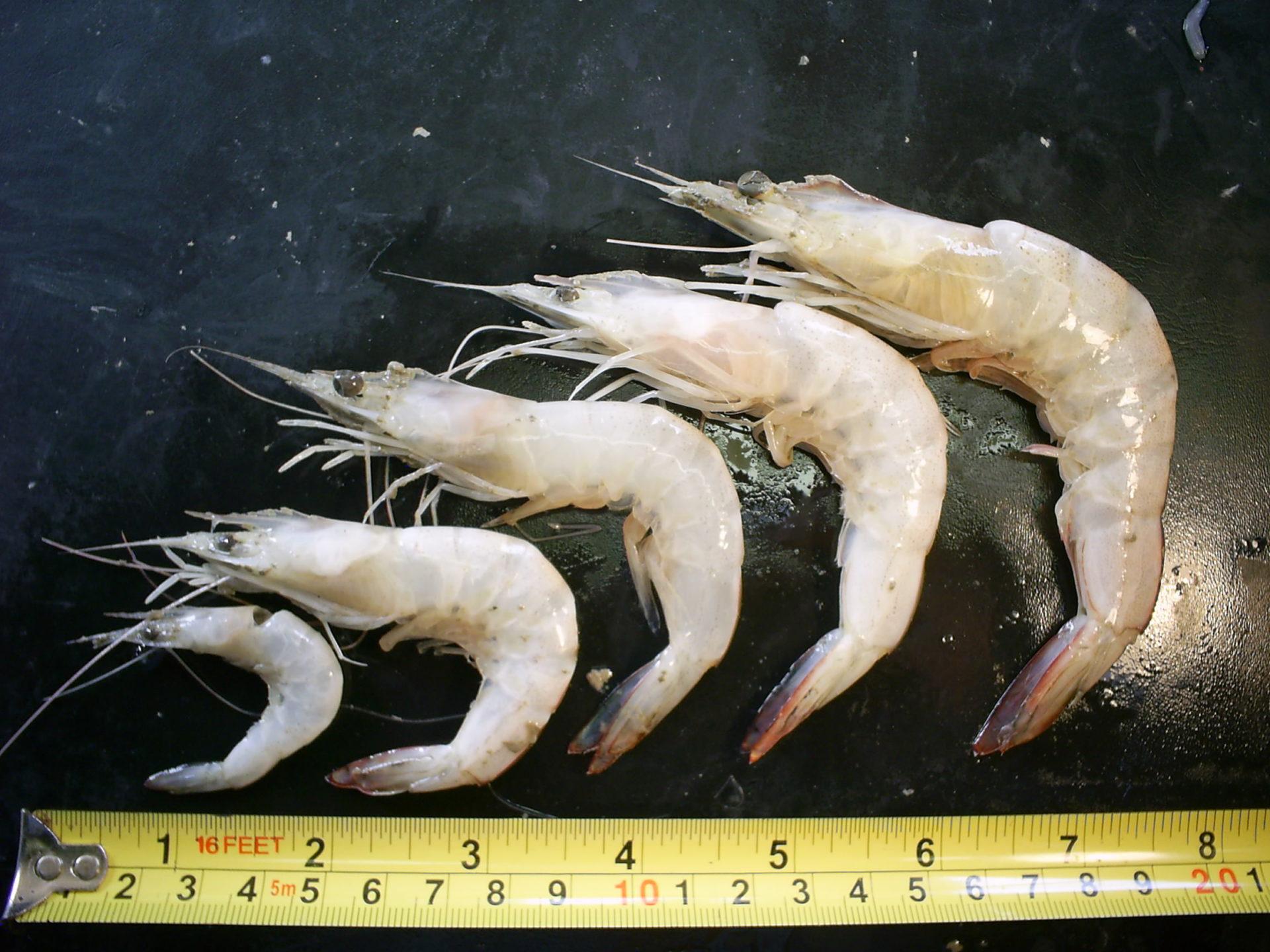 River flows are key to sustainable Gulf fisheries - NESP Resilient ...