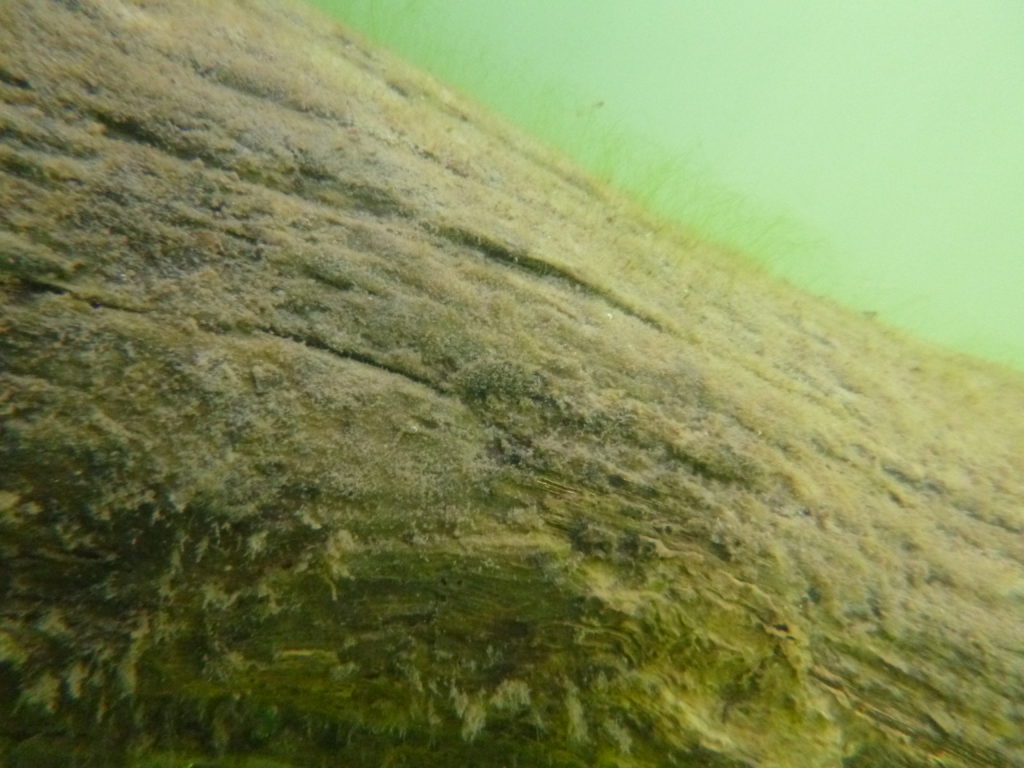 Fitzroy River groundwater is fundamental to aquatic food webs - NESP ...