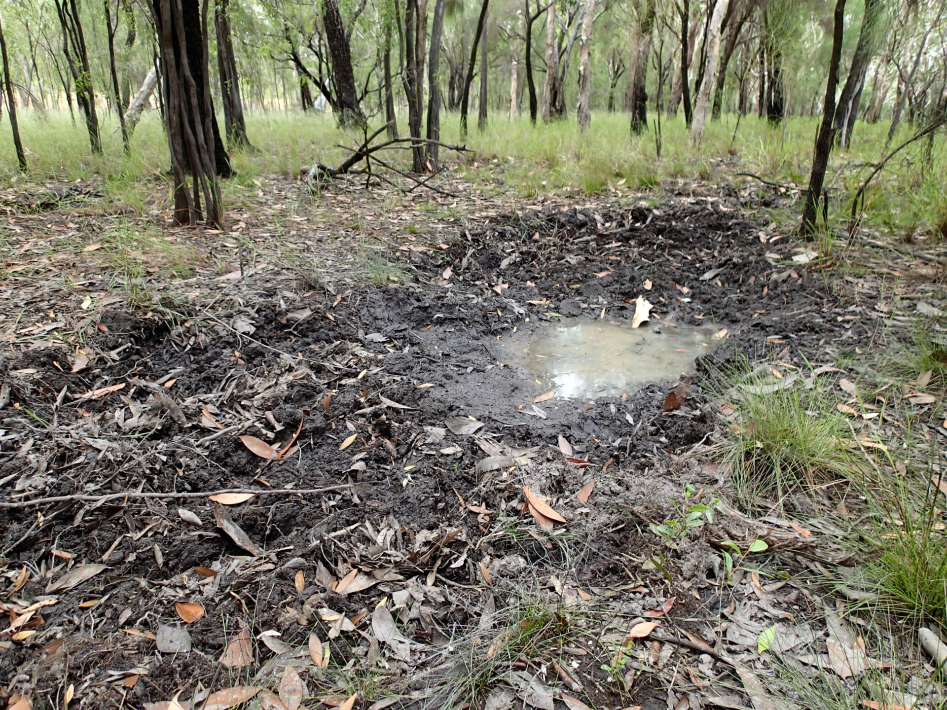Wetland invertebrates lost to pugging and wallowing pigs - NESP ...