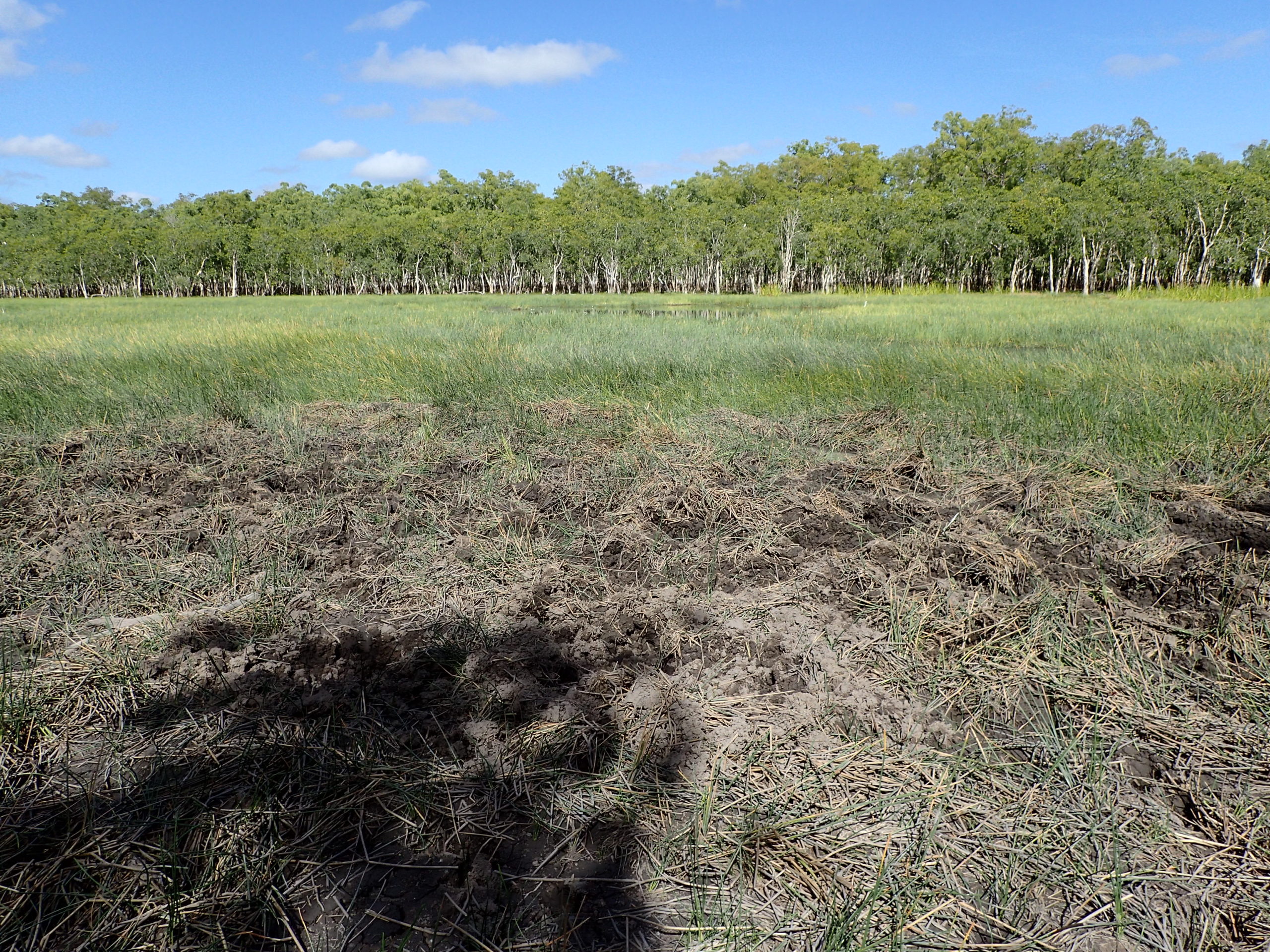 Wetland invertebrates lost to pugging and wallowing pigs - NESP ...
