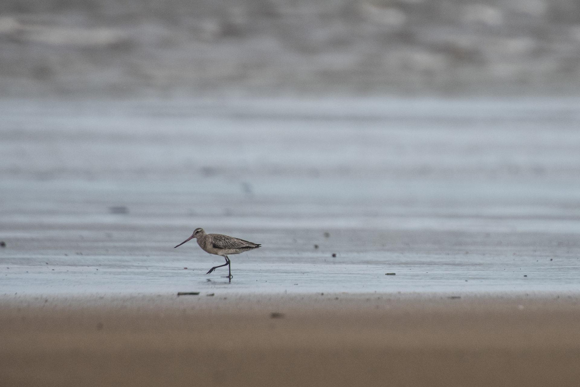 Gulf mudflats and sandflats feed migratory shorebirds - NESP Resilient ...