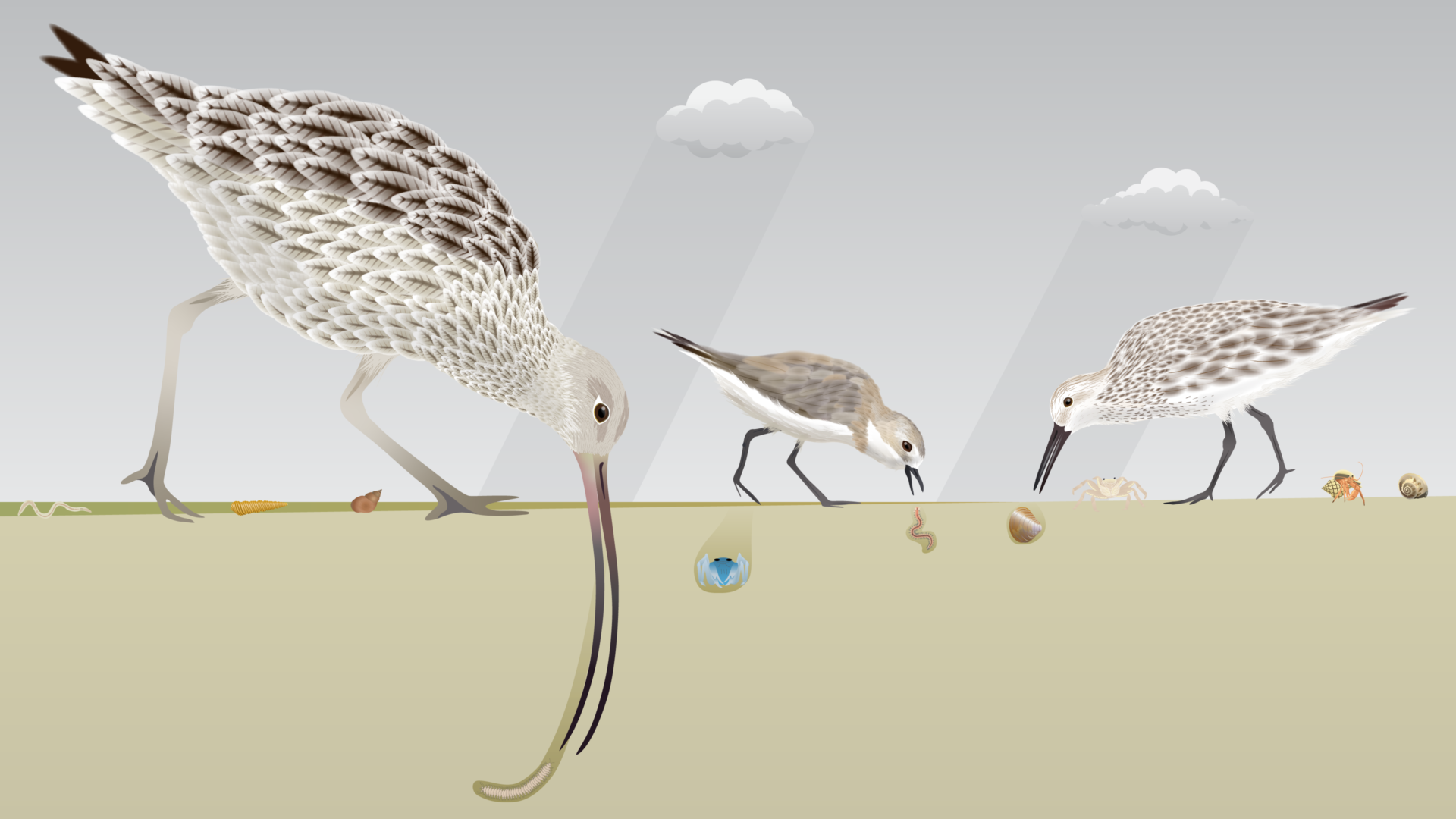 Gulf mudflats and sandflats feed migratory shorebirds - NESP Resilient ...
